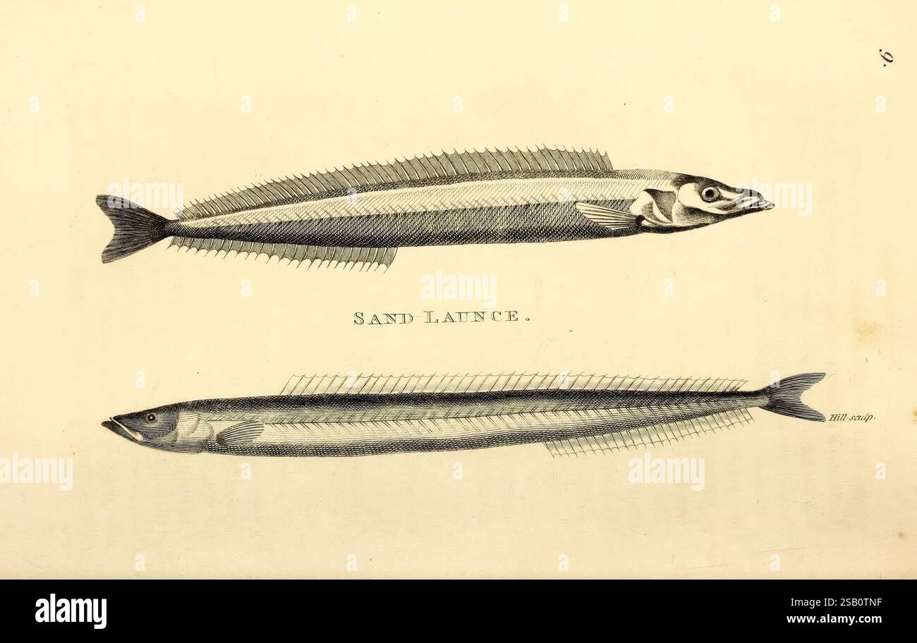 General zoology, or Systematic natural history, London, Printed for G ...