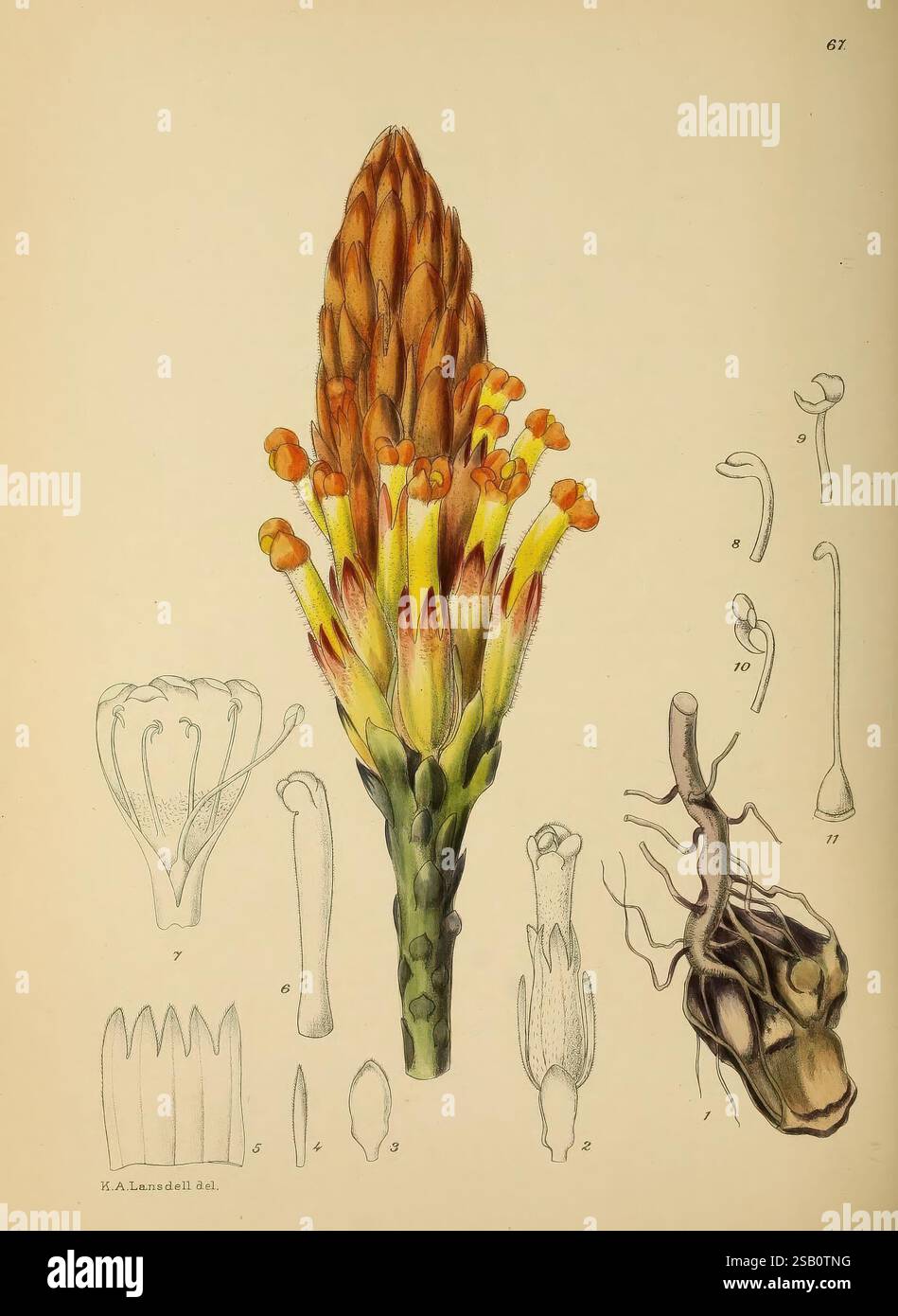 The Flowering plants of Africa. Pretoria, Botanical Research Institute ...
