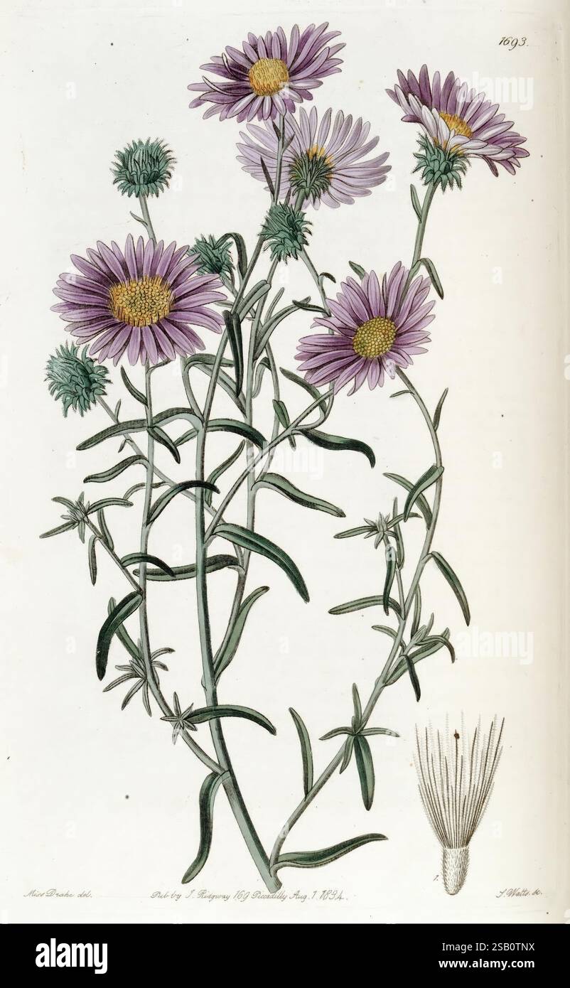 Plant introduction plants ornamental 35 sarah ann drake 2 women hi-res ...