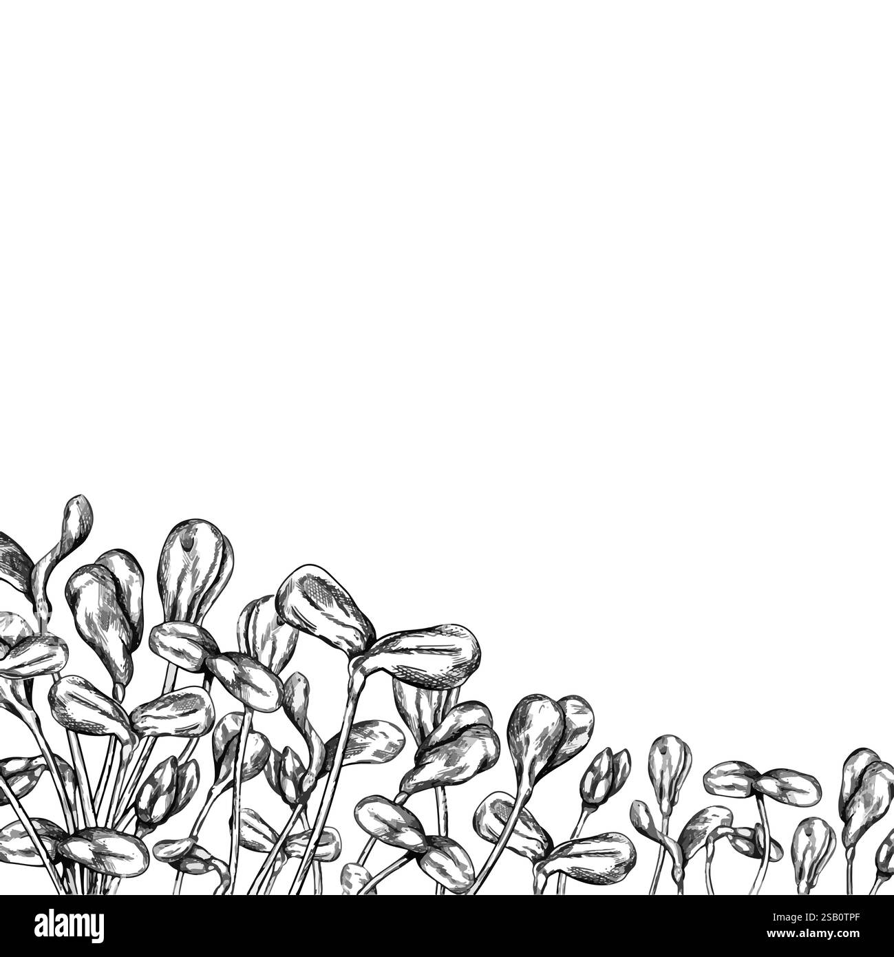 A vector border of farmers sunflower micro greens in black ink ...