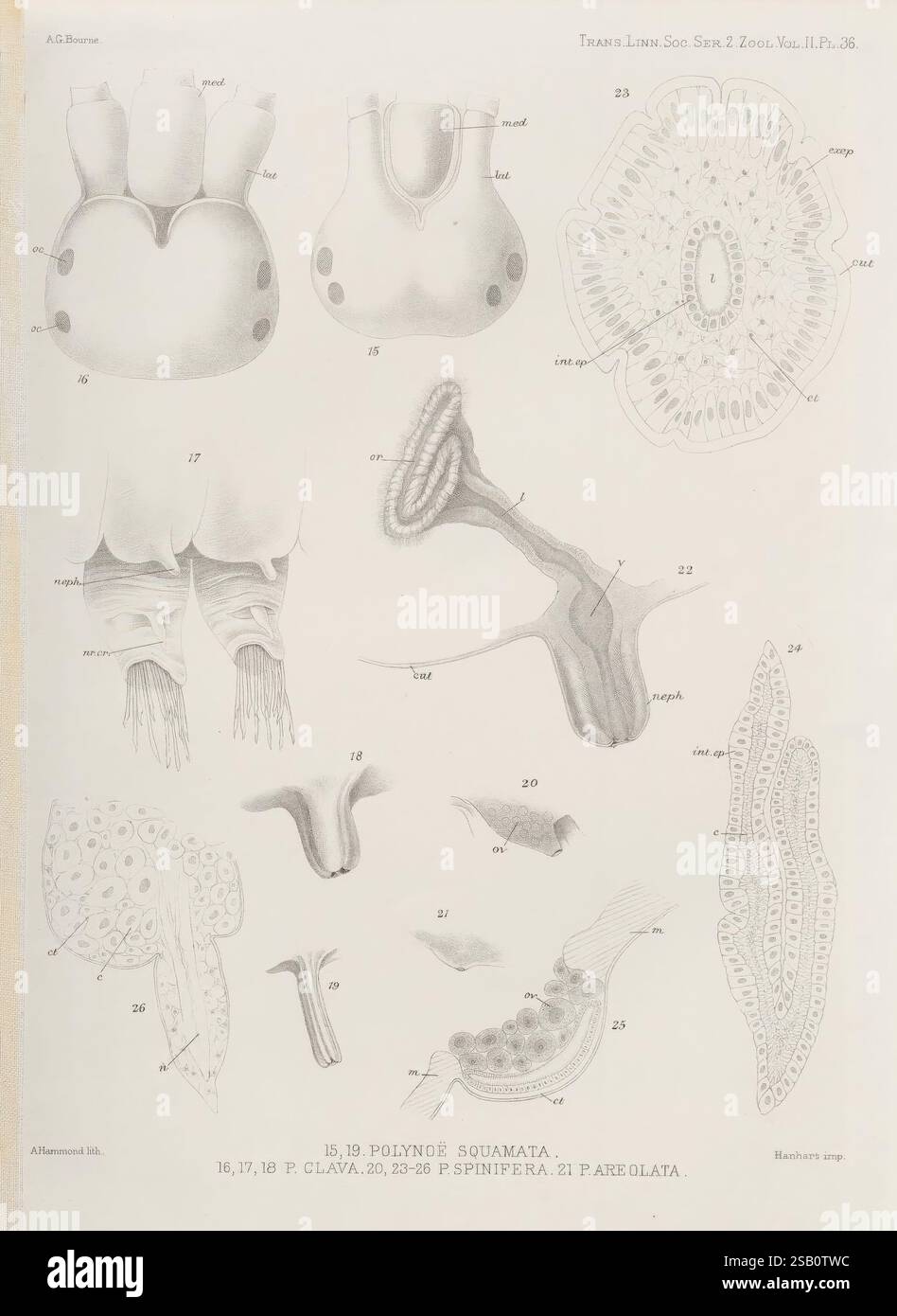 Polyps morphology hi-res stock photography and images - Alamy