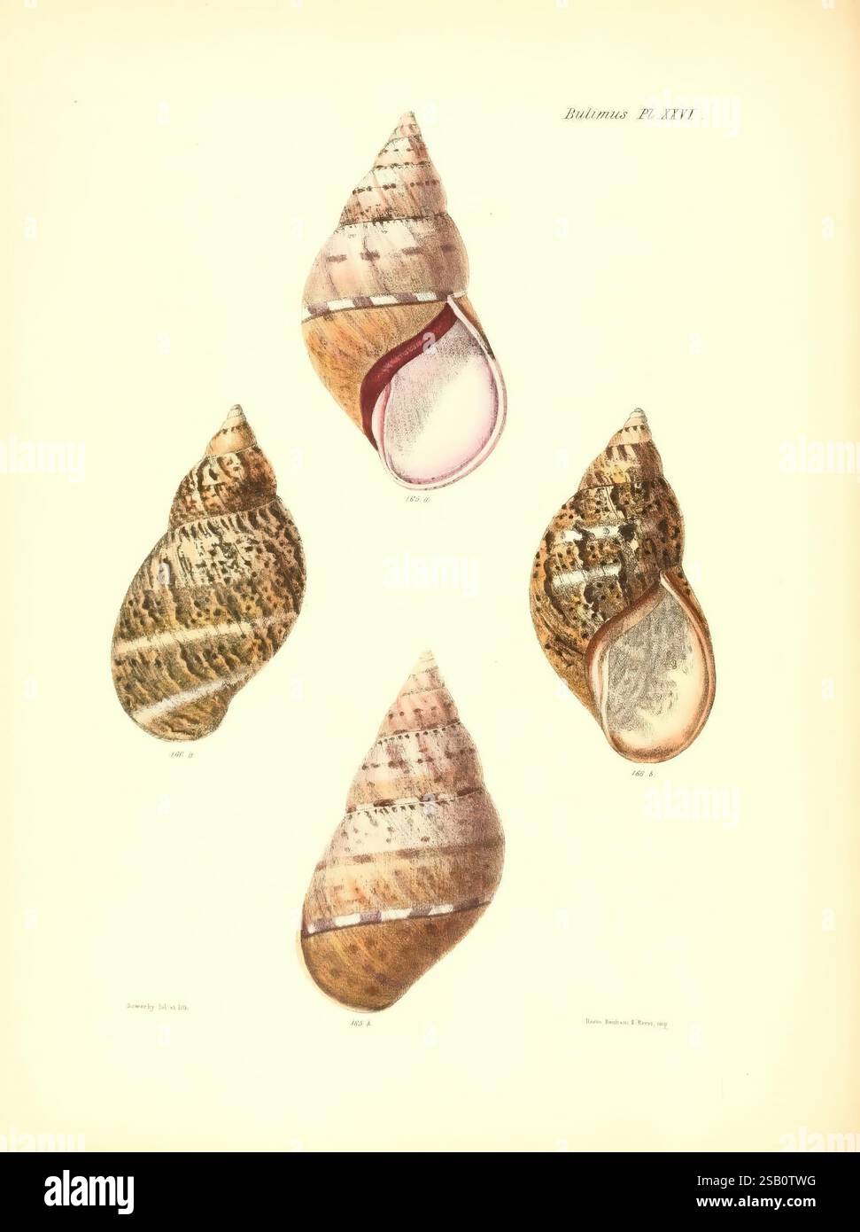 Conchologia Iconica, or Illustrations of the Shells of Molluscous ...