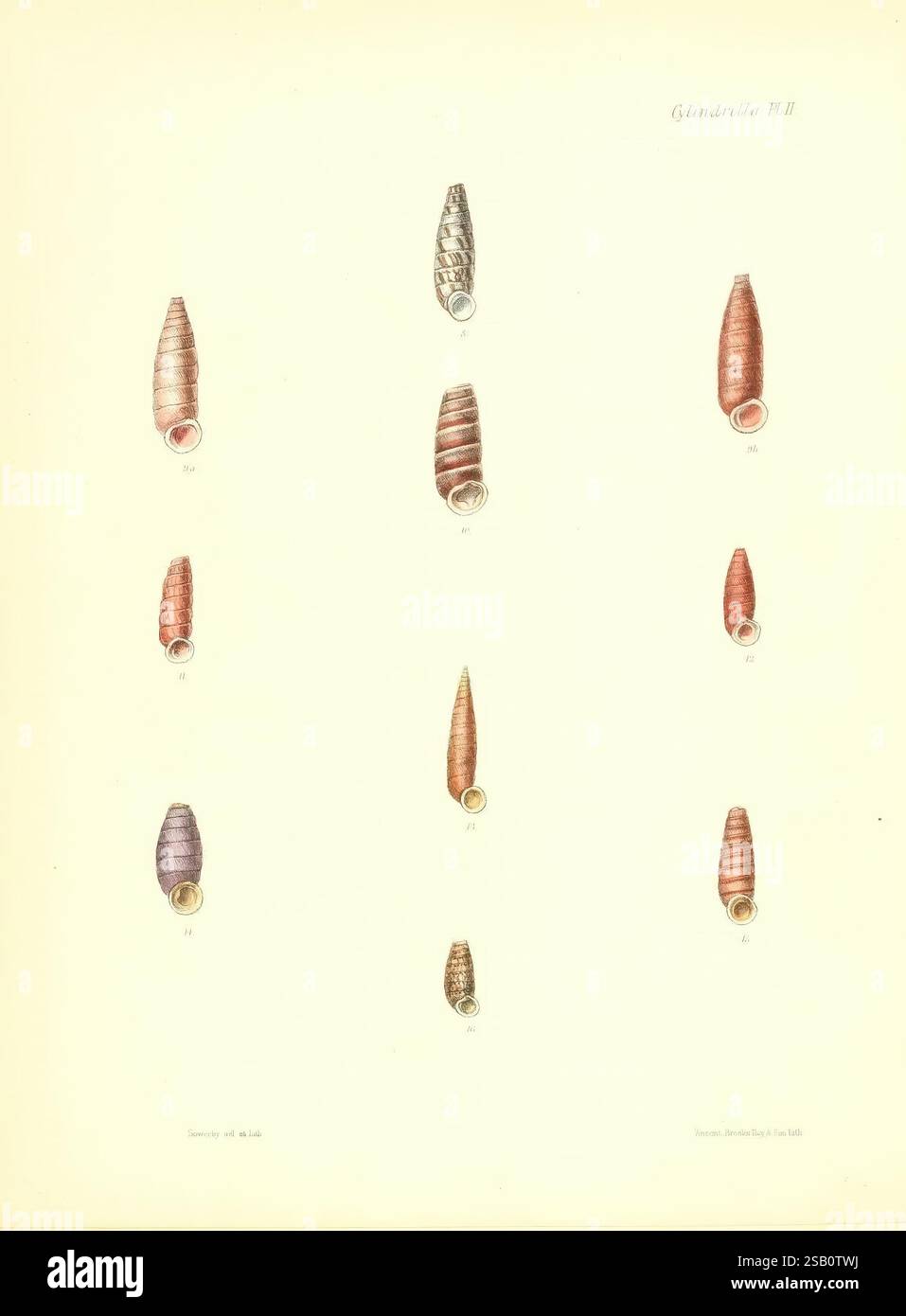 Conchologia iconica, or Illustrations of the shells of molluscous ...