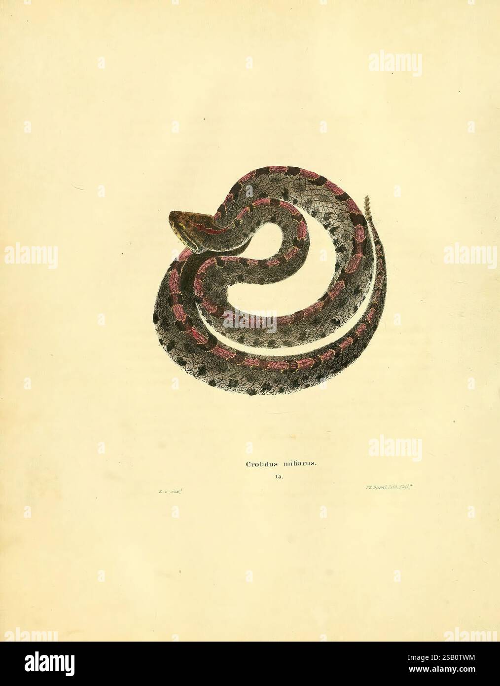 North American herpetology, v.2, Philadelphia, J. Dobson, 1836-1840 ...