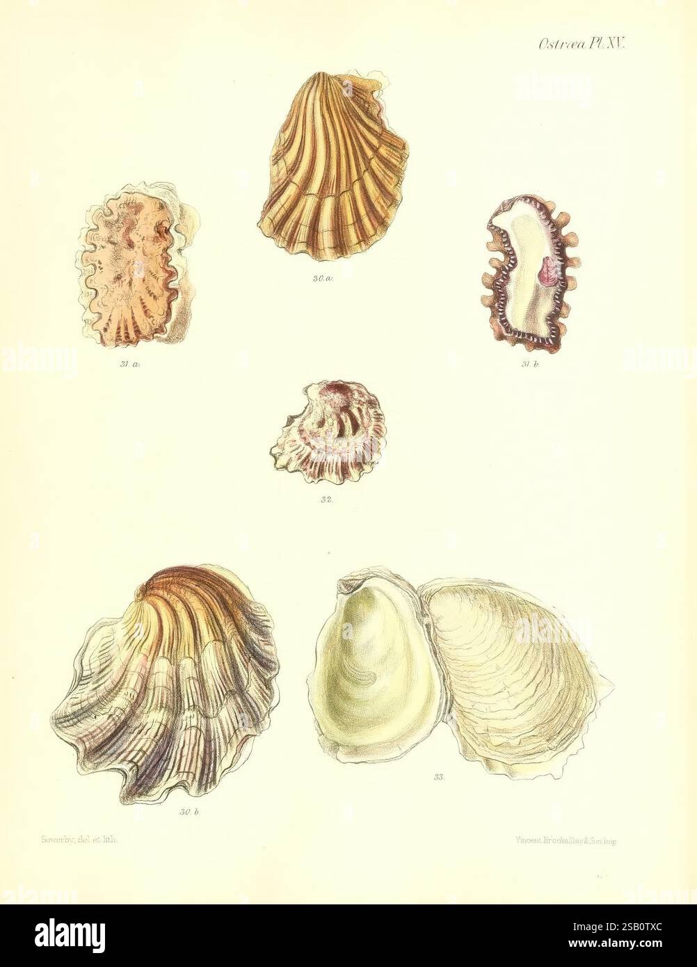 Conchologia Iconica, or Illustrations of the Shells of Molluscous ...