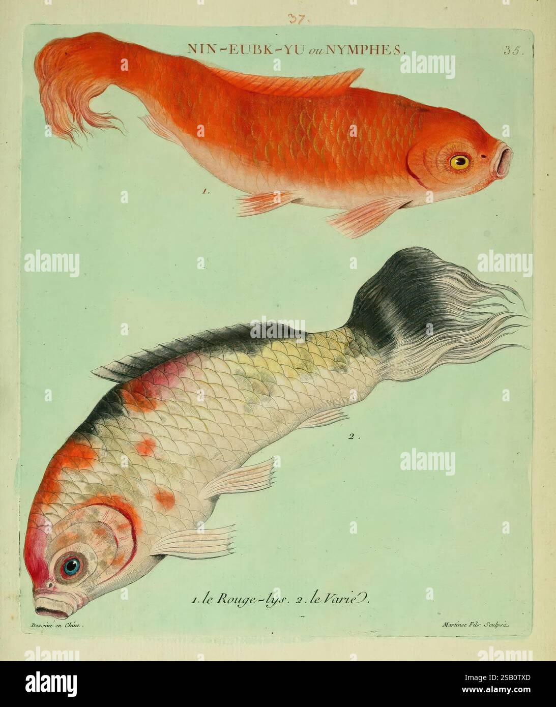 Lower fish features hi-res stock photography and images - Alamy