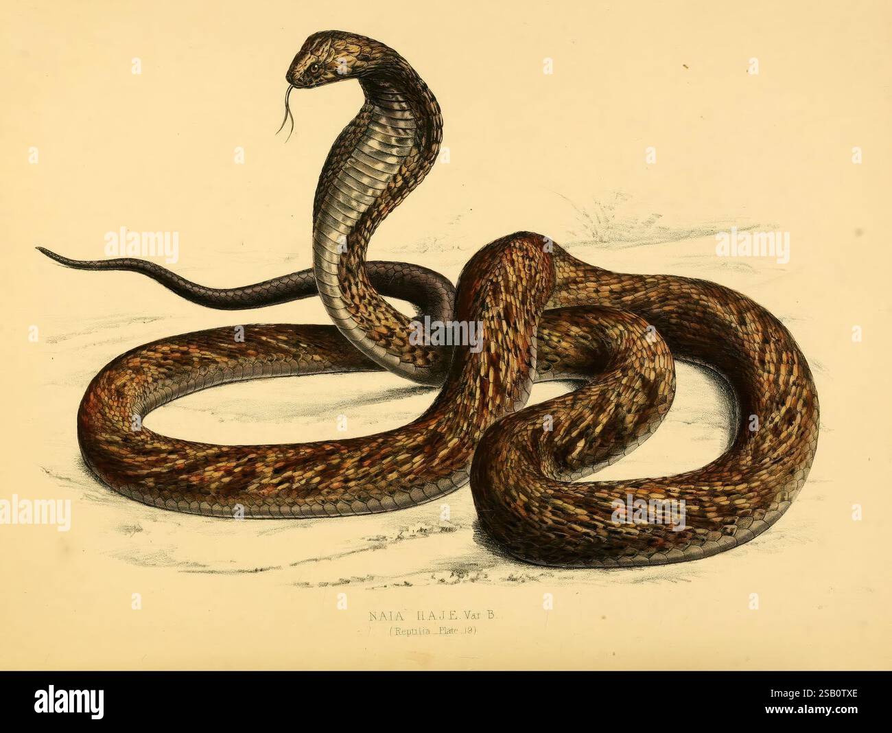 Illustrations of the Zoology of South Africa, v.3, London, Smith, Elder ...