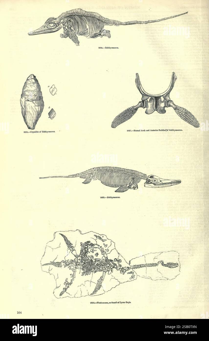The, Pictorial, Museum, of, Animated, Nature, London, C. Cox, 1844 ...