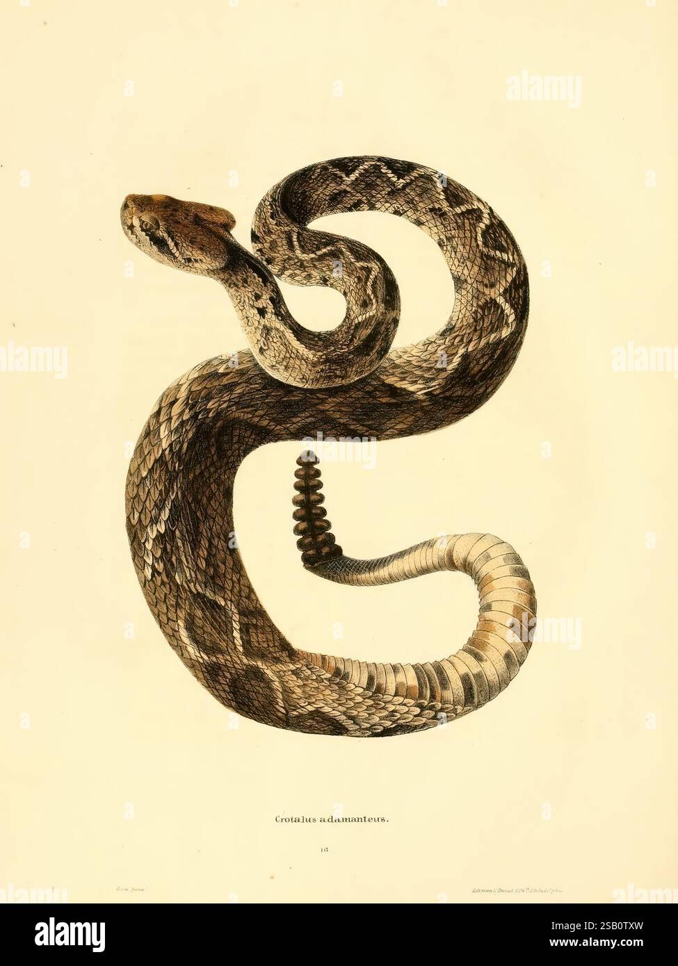 North American herpetology, Philadelphia, J. Dobson, 1836-1840 ...