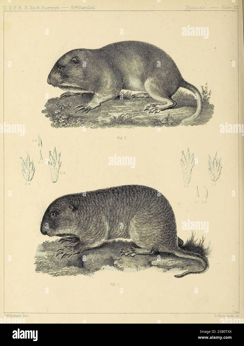 Catalogue, North American mammals, with drawings and proof of plates ...