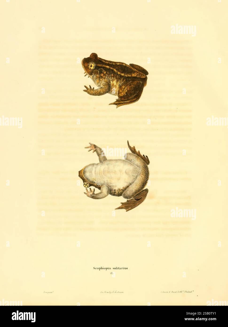 Top toad displays hi-res stock photography and images - Alamy