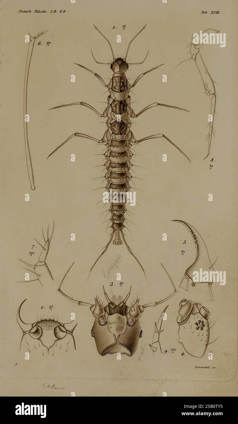 Showcasing intricate exoskeleton designs hi-res stock photography and ...