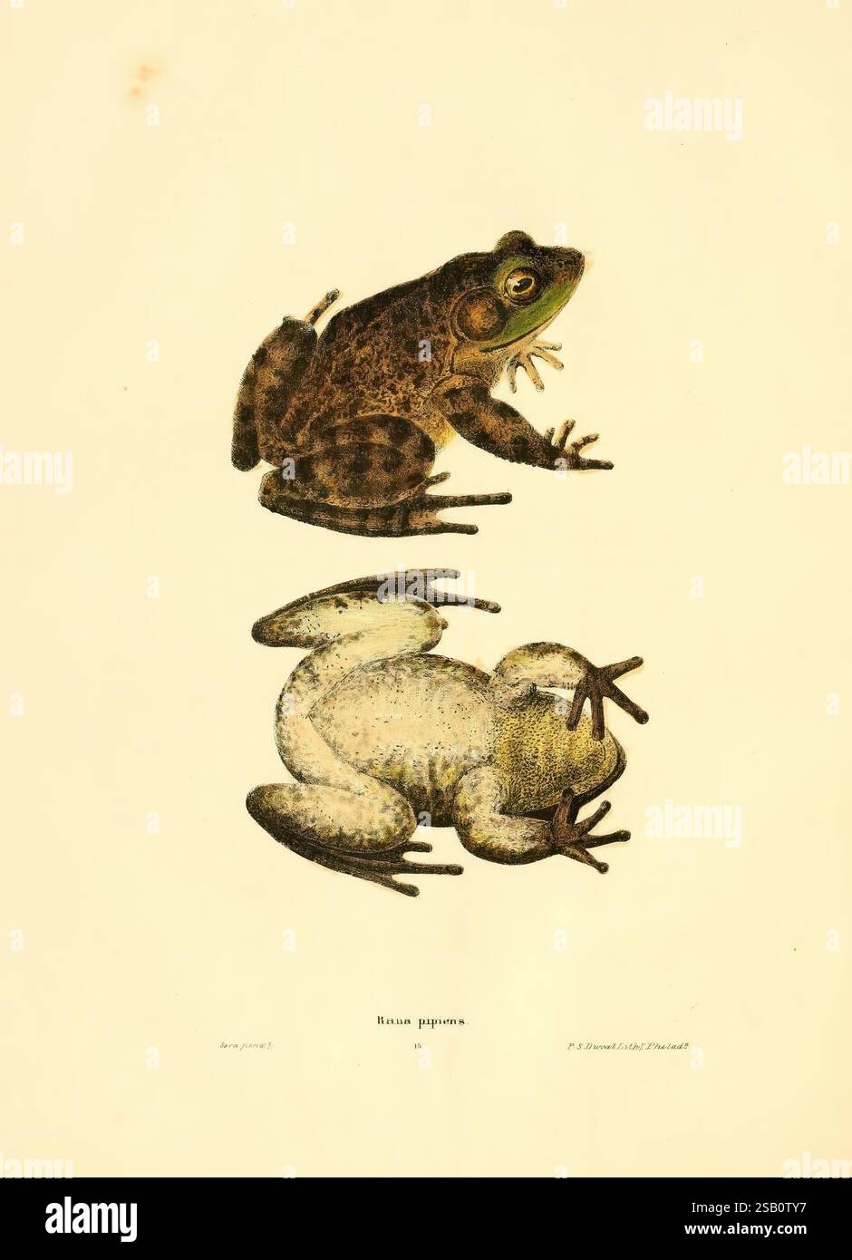 North American herpetology Philadelphia J. Dobson 1836-1840 United ...