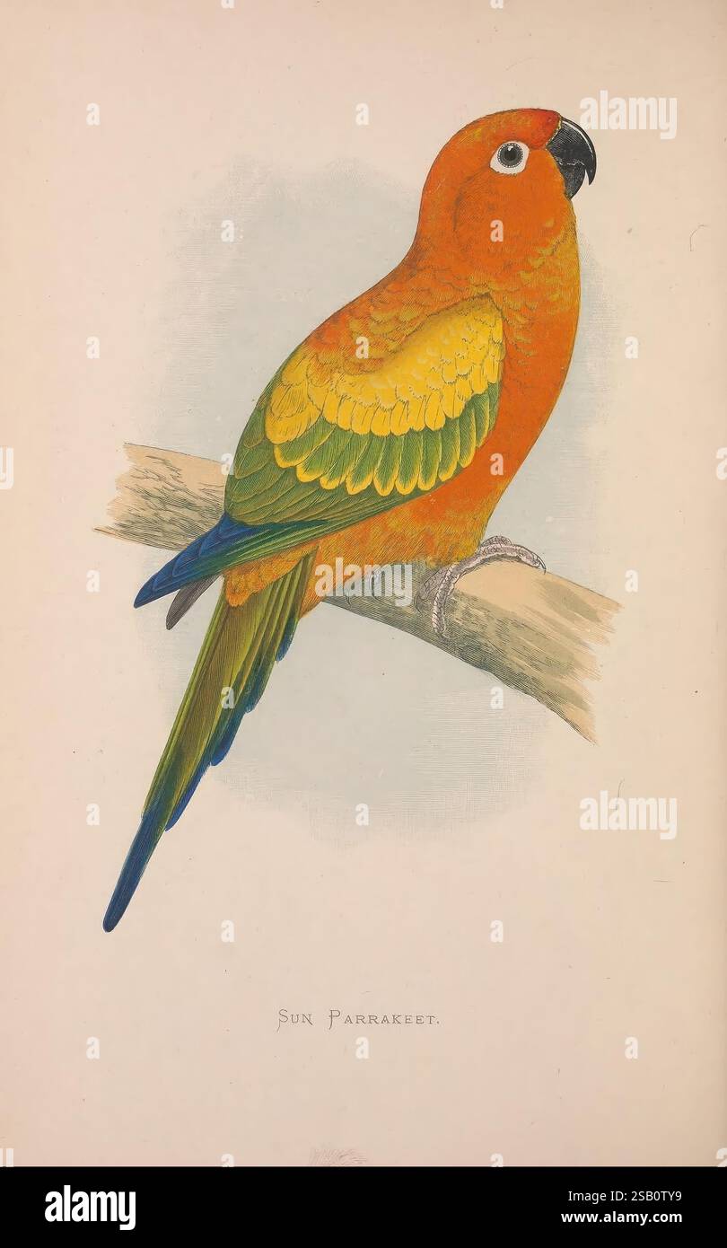 Parrots in captivity, London, George Bell and Sons, 1884-1887 [i.e ...