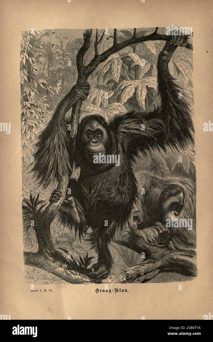 Primate showcases hi-res stock photography and images - Alamy