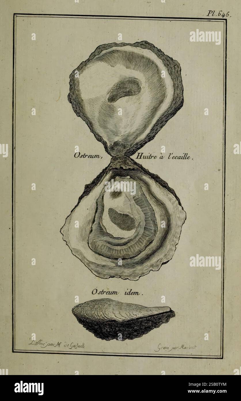 Oysters unique morphology hi-res stock photography and images - Alamy