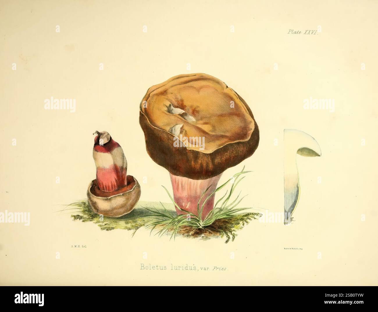 Illustrations of British Mycology, London, Reeve, Benham and Reeve ...