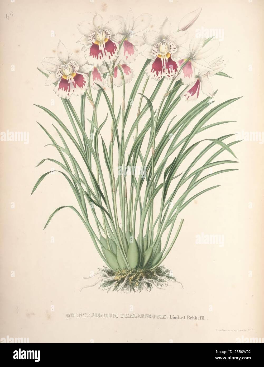 Pescatorea Bruxelles M. Hayez, 1860 Orchidaceae, A vibrant depiction of ...
