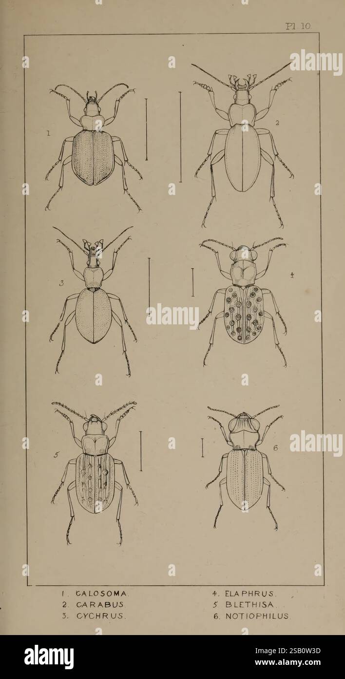 The British Coleoptera delineated, London, W. Crofts, 1840, beetles, Great Britain, California ...