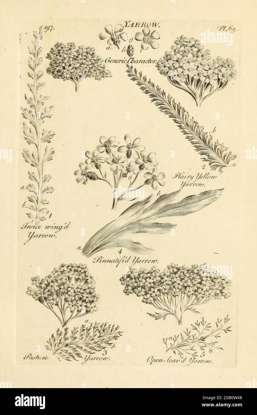 Central area showcases detailed depictions hi-res stock photography and ...