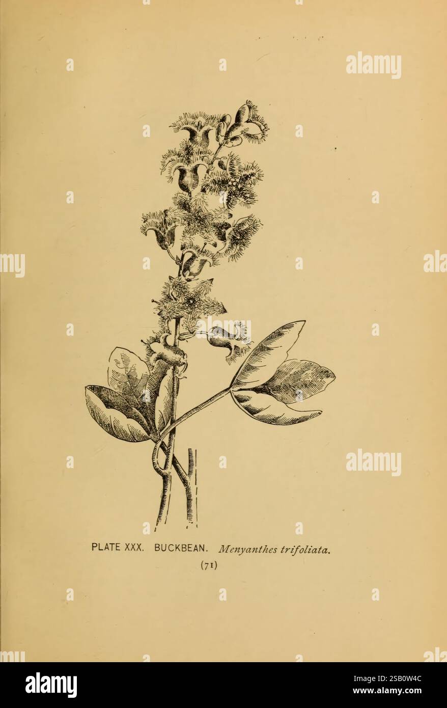 Buckbean taxonomy hi-res stock photography and images - Alamy