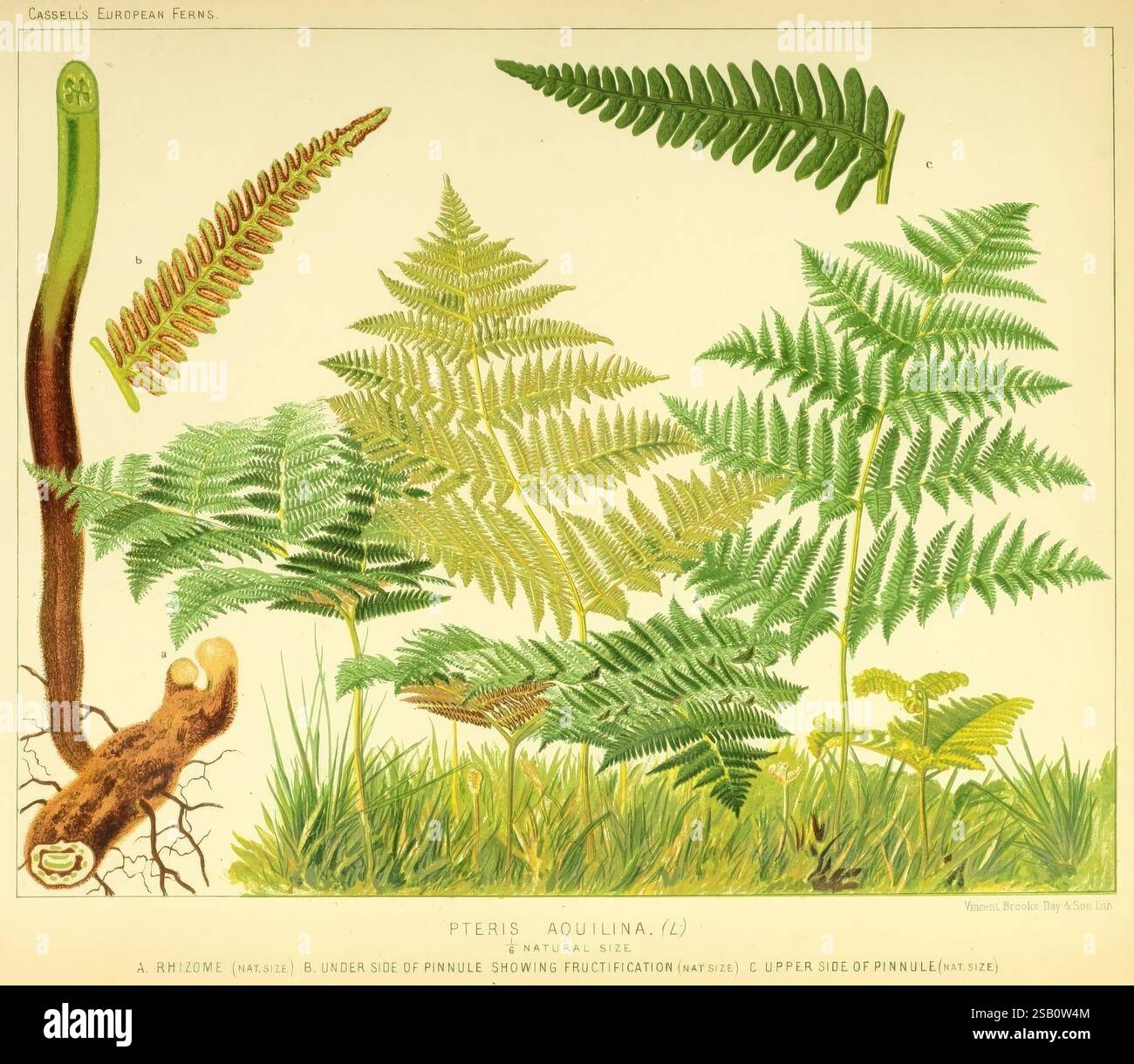 European ferns, Petter, Galpin & Co, 1879-1881, Europe, ferns, botany ...