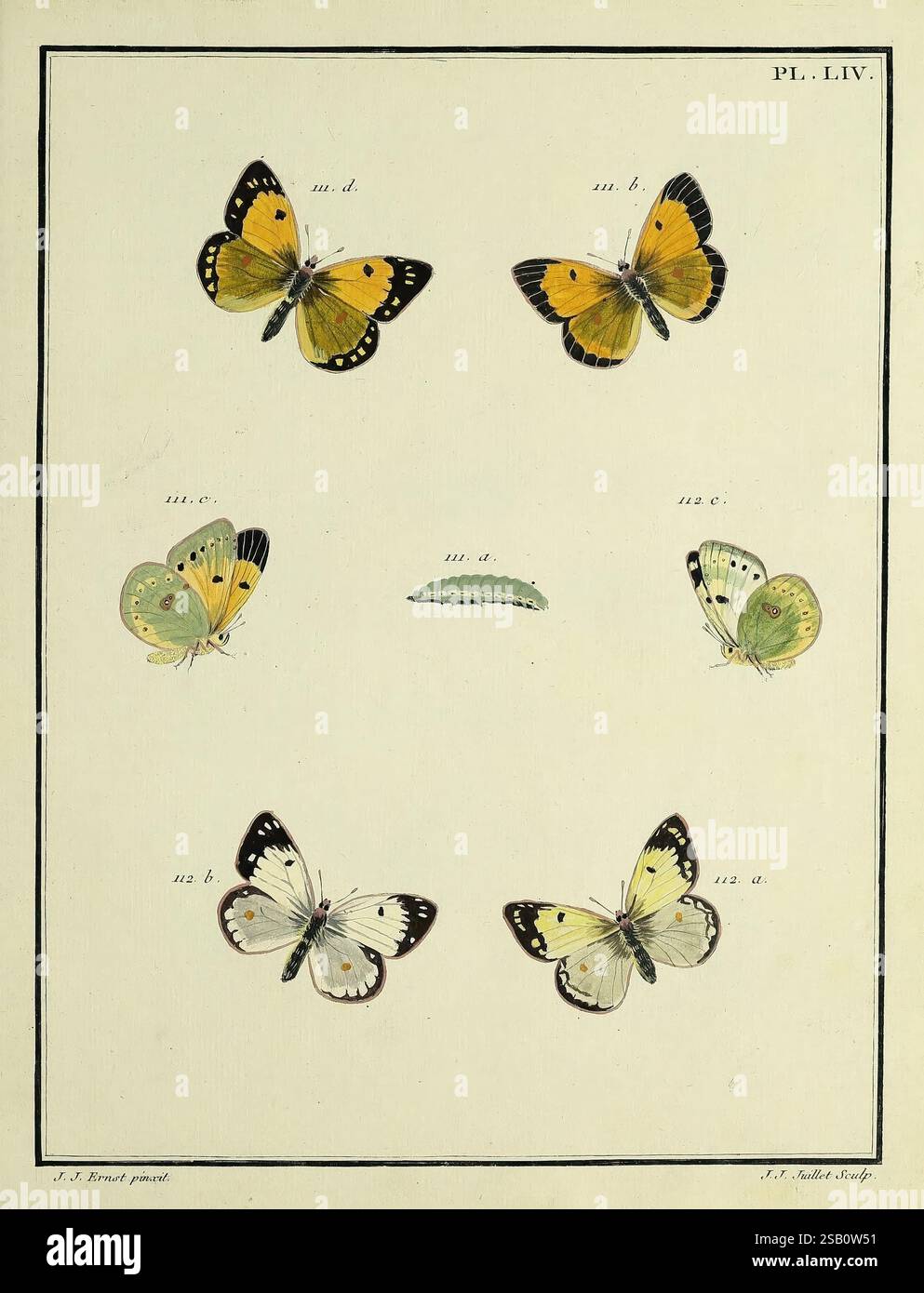 Papillons d'Europe, peints d'après nature, A Paris, Chez P.M ...