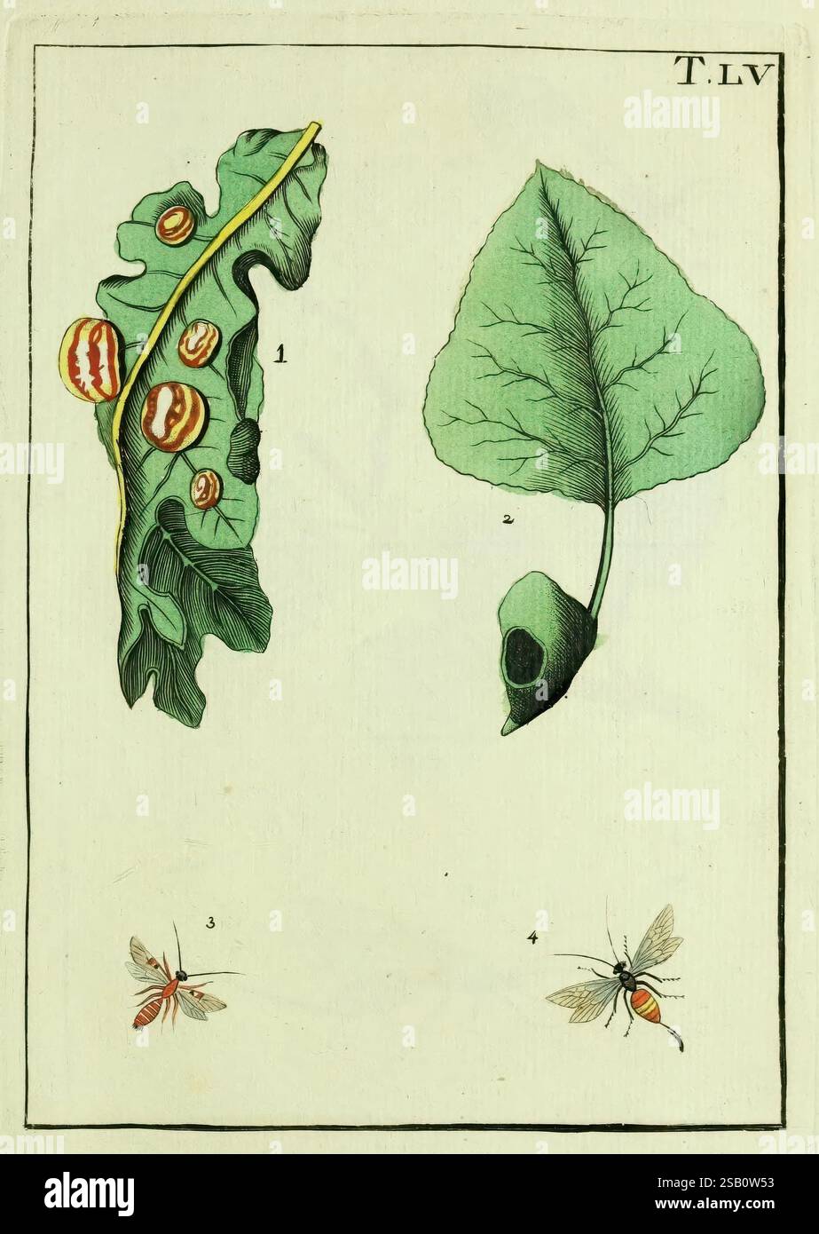 Galls depiction hi-res stock photography and images - Alamy