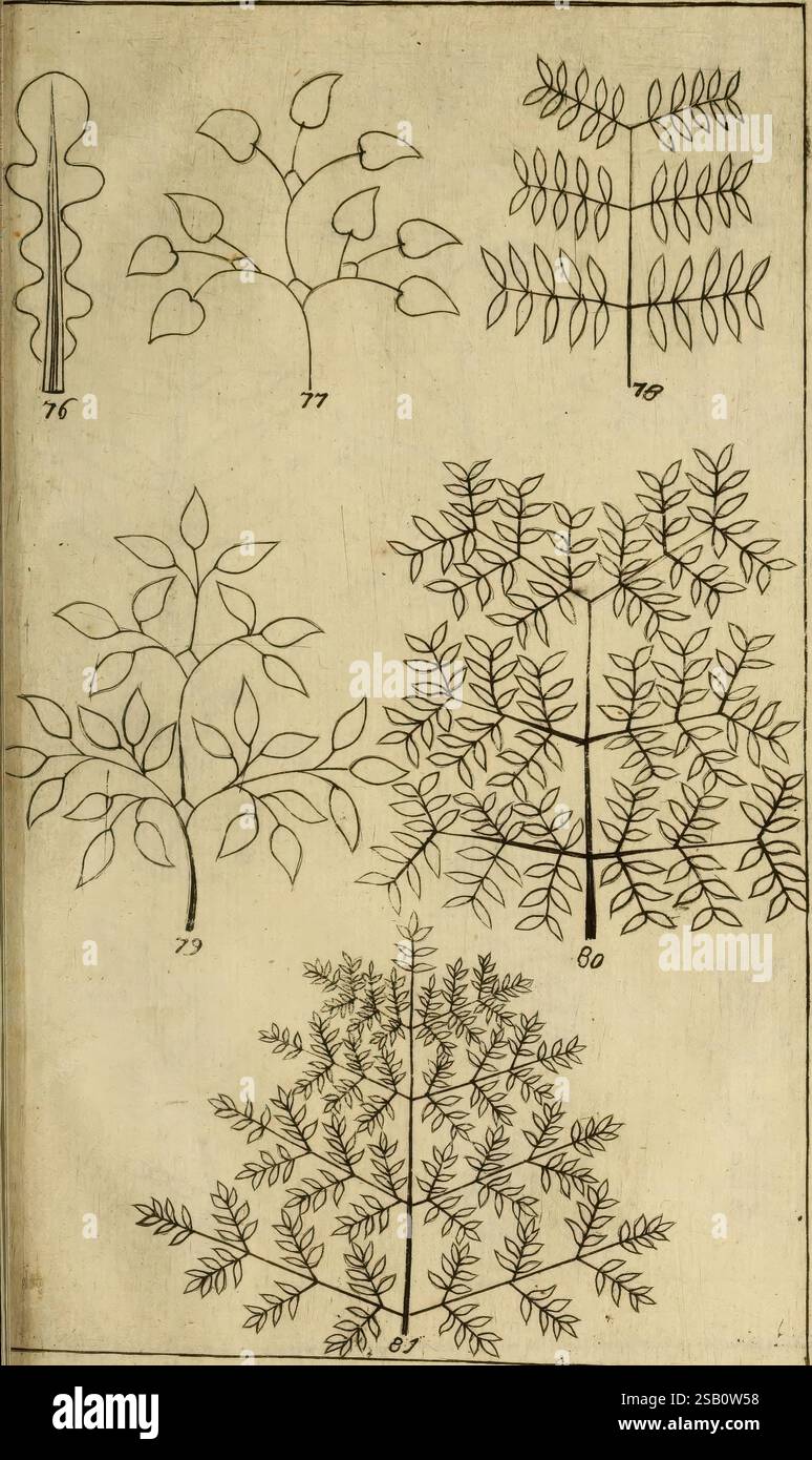 Arrangement across different plant species hi-res stock photography and ...