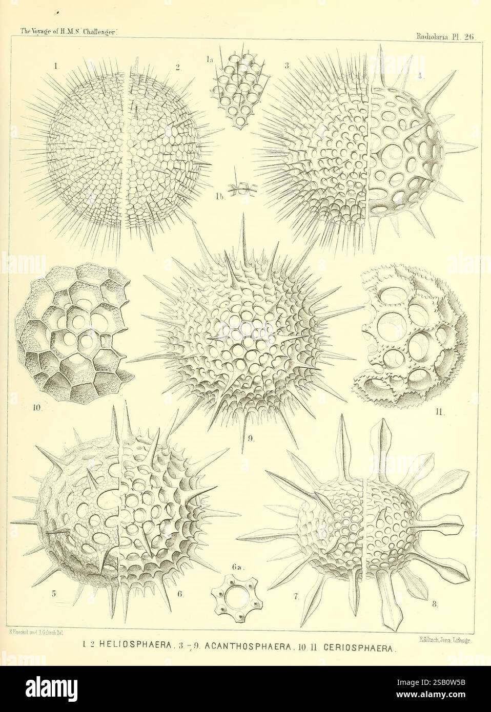 Acanthosphaera hi-res stock photography and images - Alamy