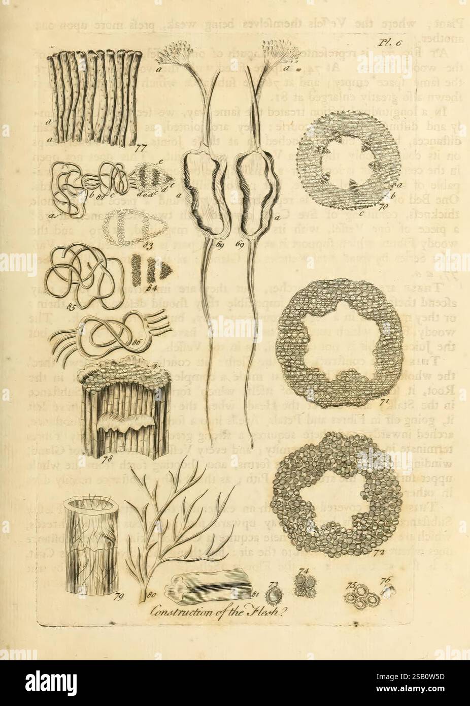 Labeled sections highlight intricate patterns hi-res stock photography ...