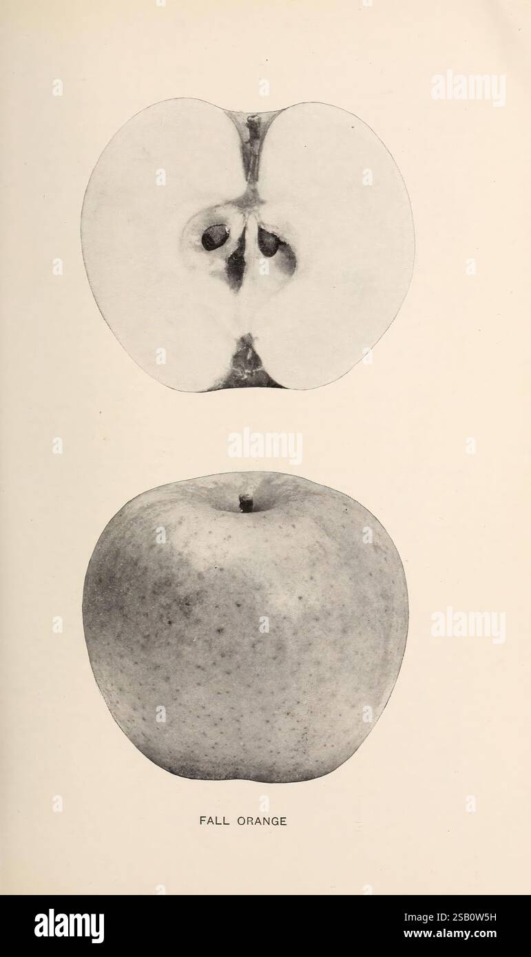 The apples of New York, Albany, J.B. Lyon, 1905, apples, fruit culture ...