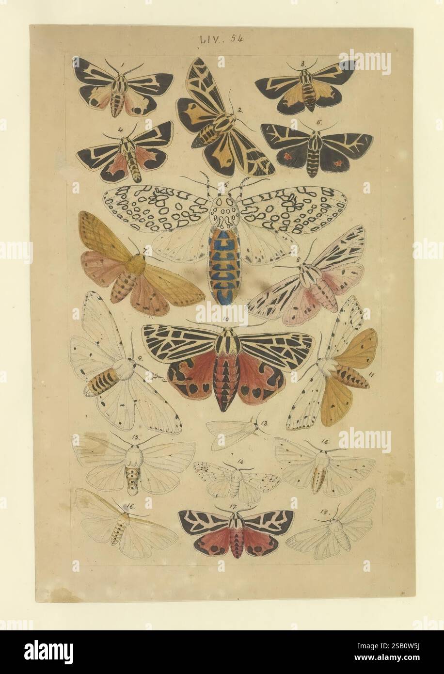 Lepidoptera, manuscript, between 1873-1883?, lepidoptera, life cycles ...