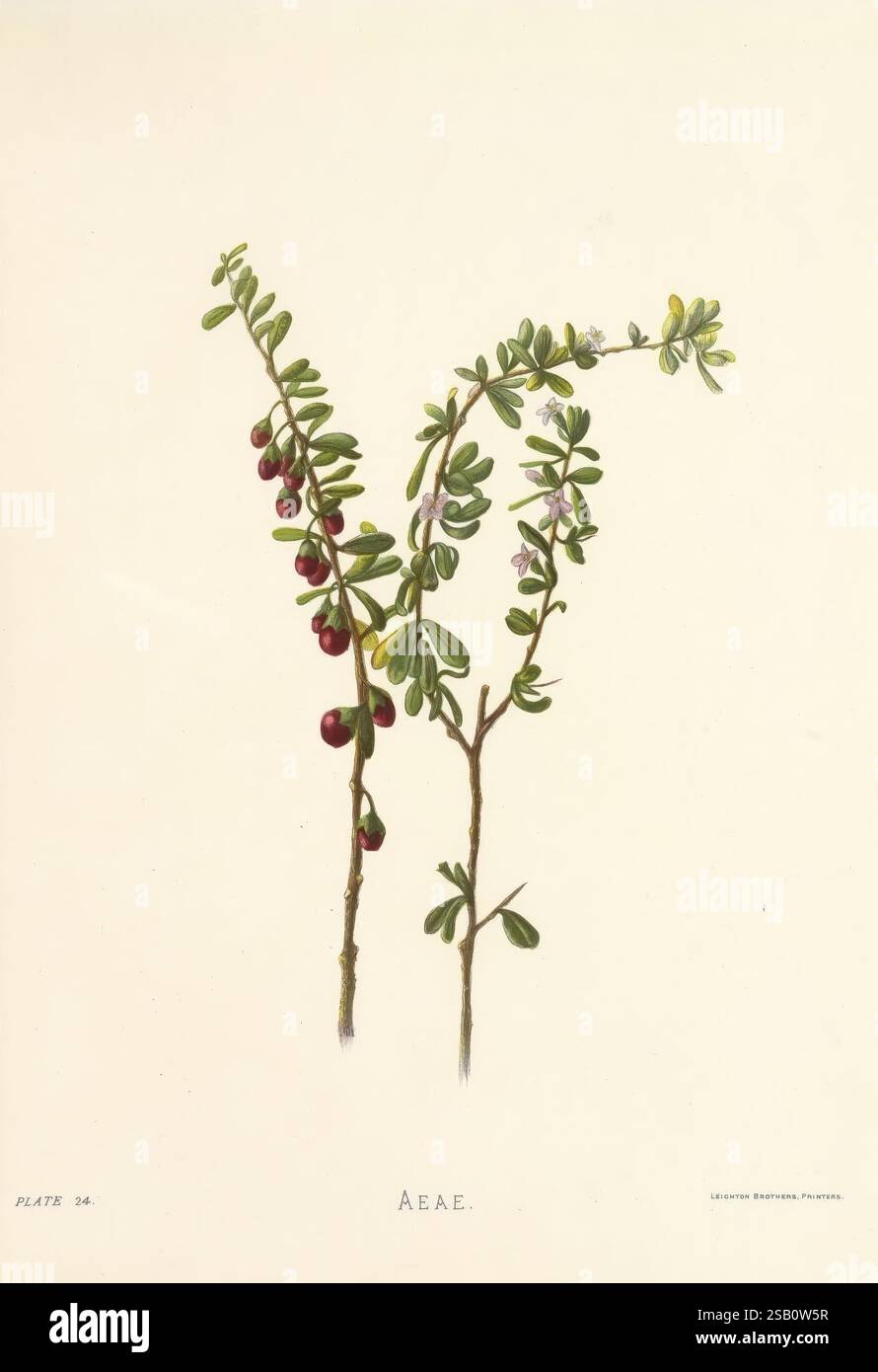 Indigenous, flowers, of, the, Hawaiian, islands, London, Sampson, Low ...