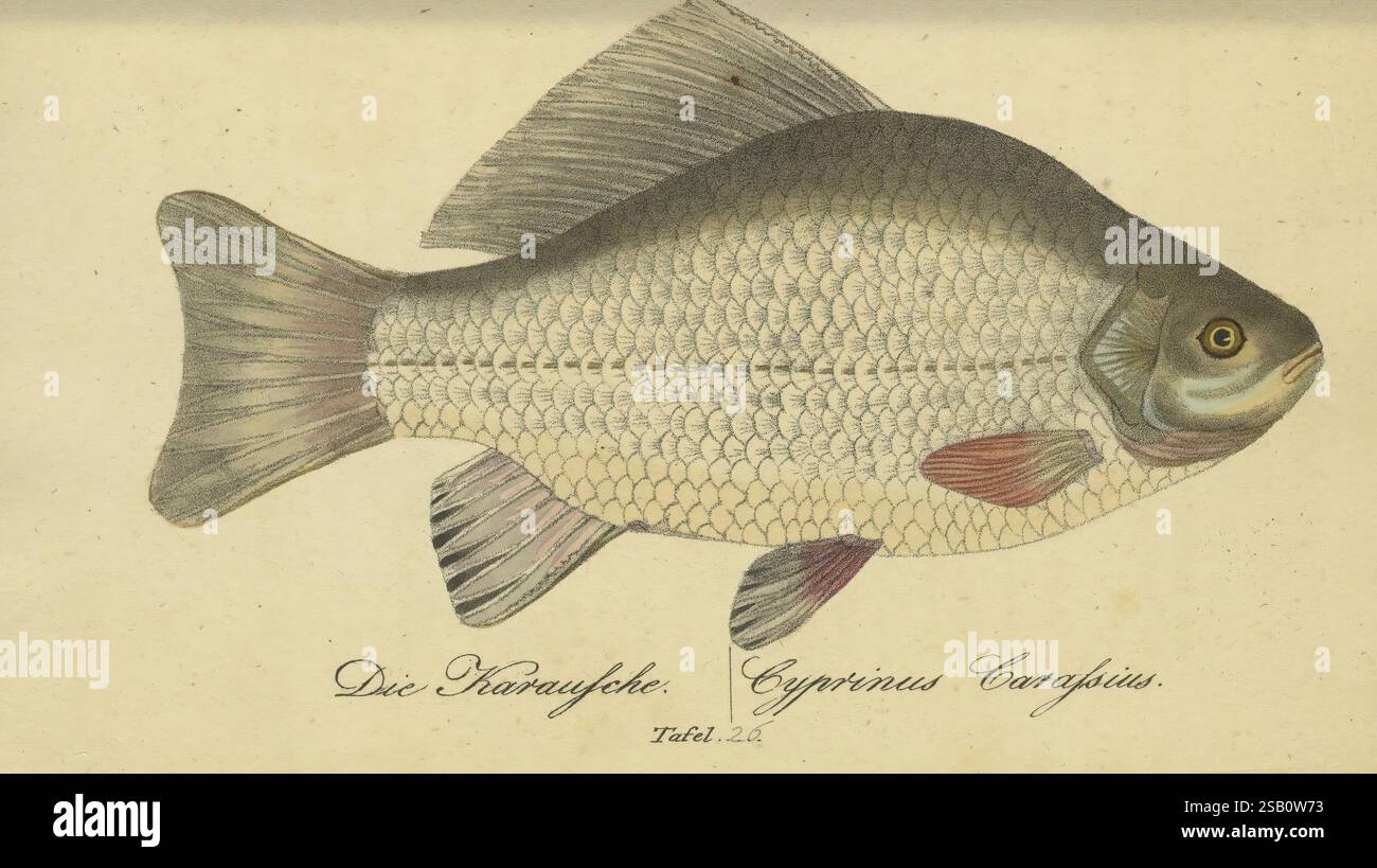 Fauna Boica, oder gemeinnützige Naturgeschichte der Thiere Bayerns ...