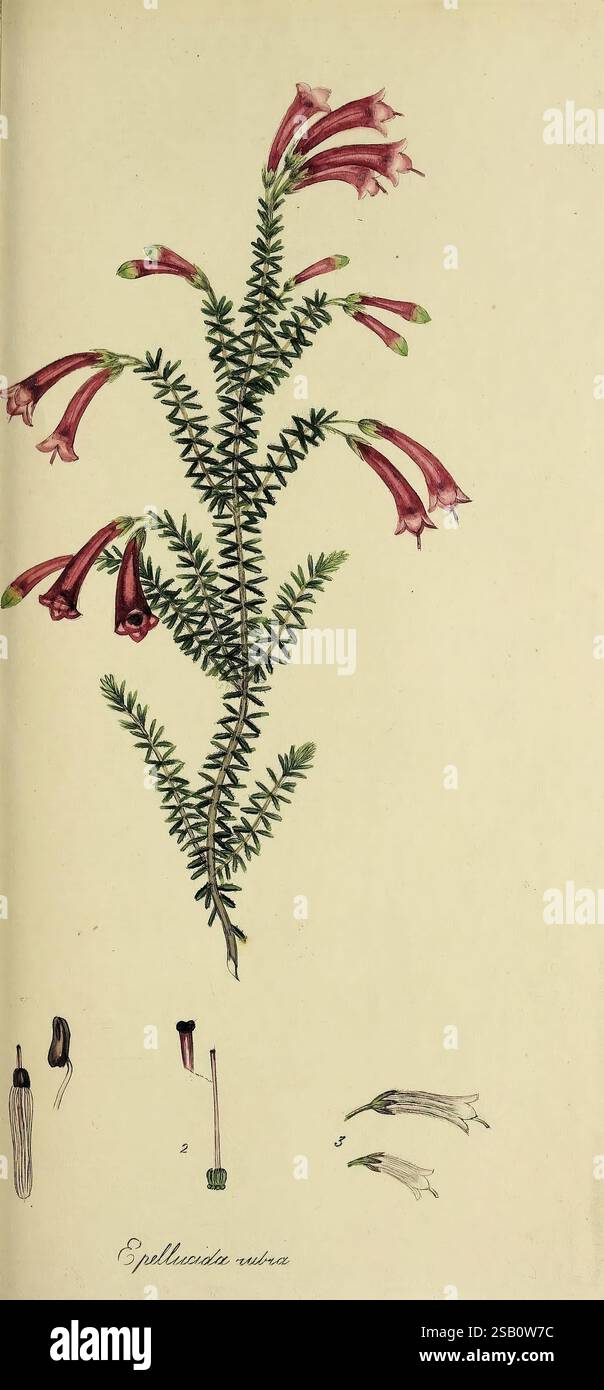 The, heathery, or A, monograph, of, the, genus, Erica, London, Henry, G ...