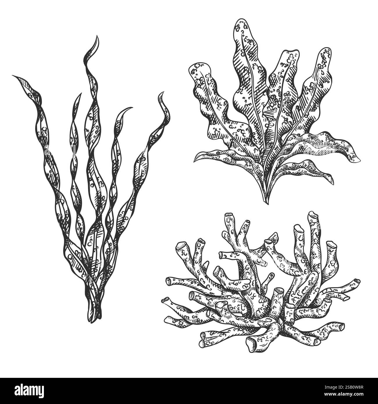 Vector illustration of sea and ocean seaweed plant and coral. Isolated ...