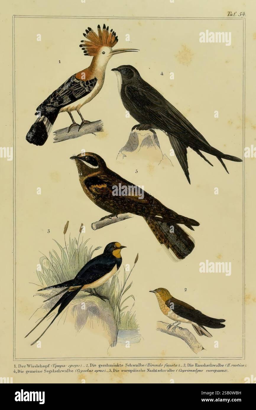 Earthy tones captures attention hi-res stock photography and images - Alamy