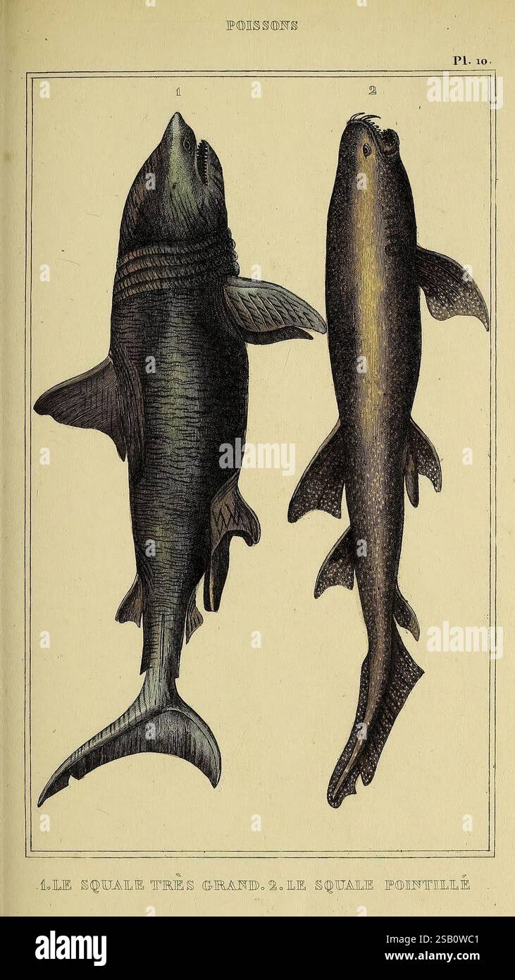 Oeuvres du comte de Lacépède, Paris, P. Duménil, 1836, natural history ...