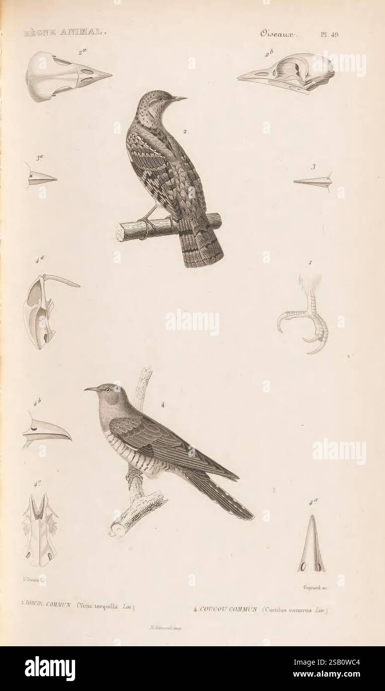 Understanding bird anatomy hi-res stock photography and images - Alamy