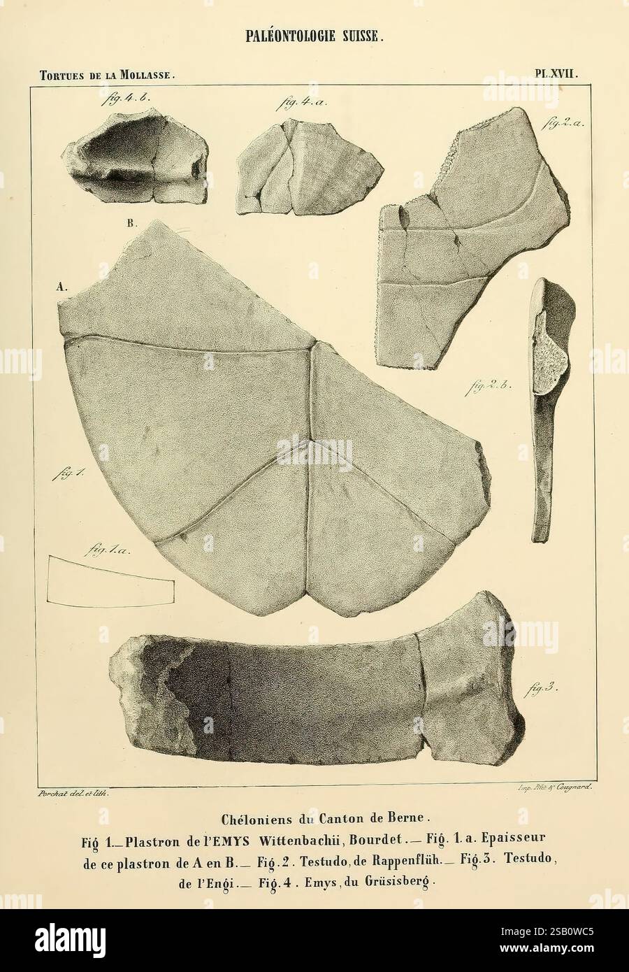 Fossilized turtle shells hi-res stock photography and images - Alamy