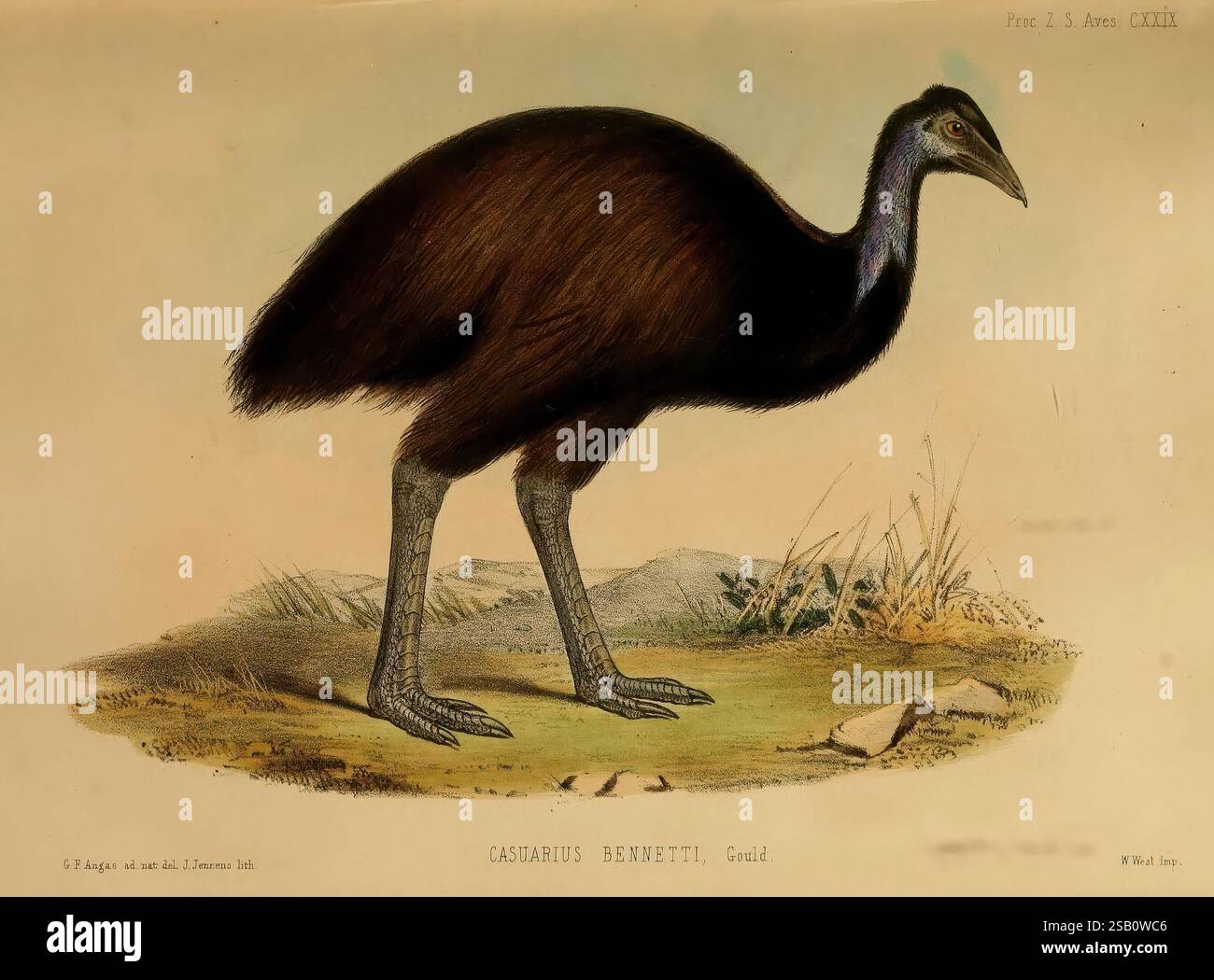Flightless bird showcases hi-res stock photography and images - Alamy