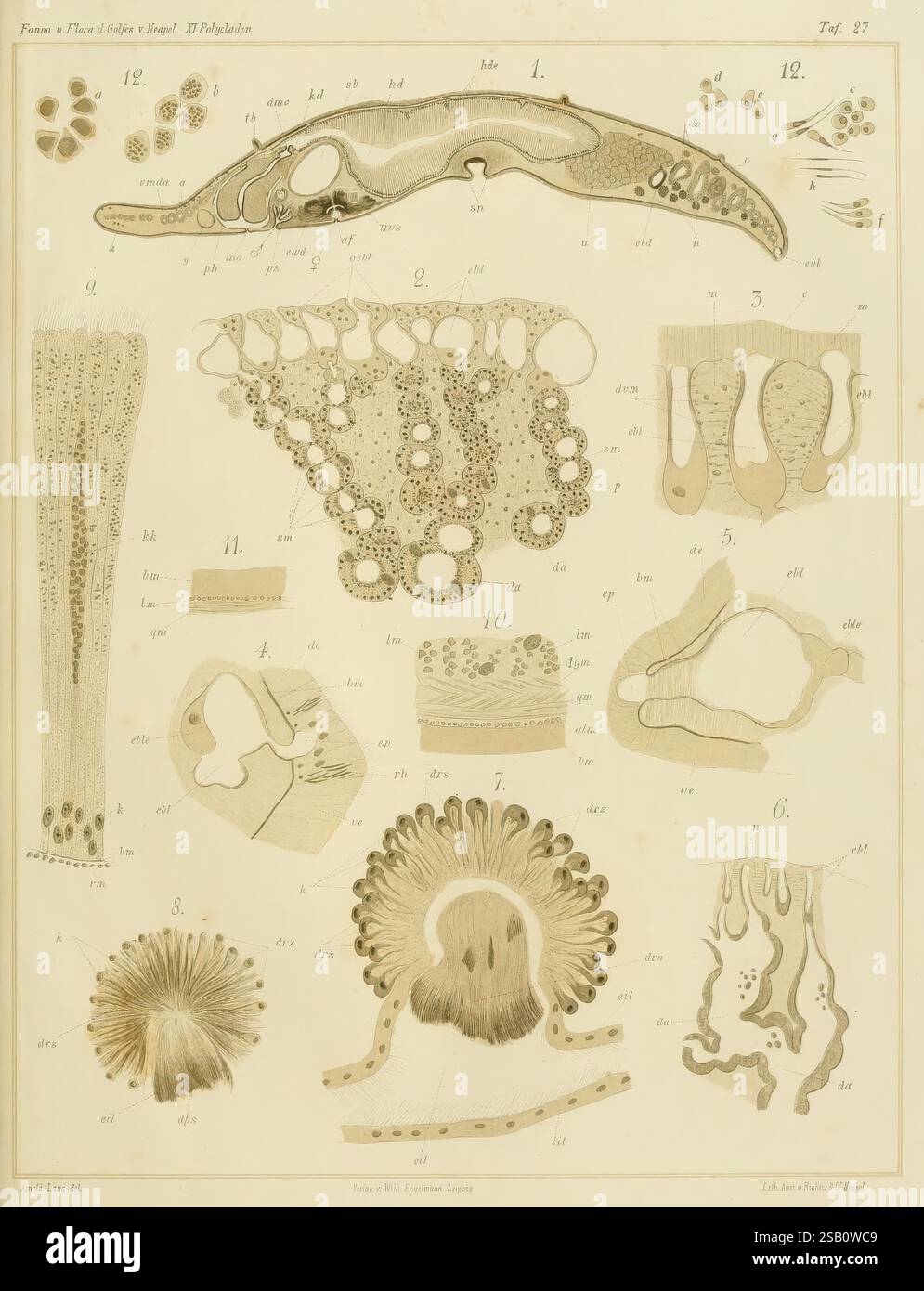 Depicting different cell types hi-res stock photography and images - Alamy