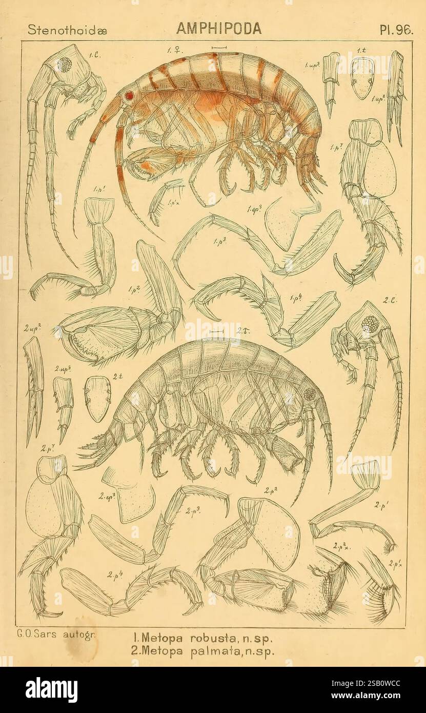An account of the Crustacea of Norway Christiania, A. Cammermeyer, 1895 ...