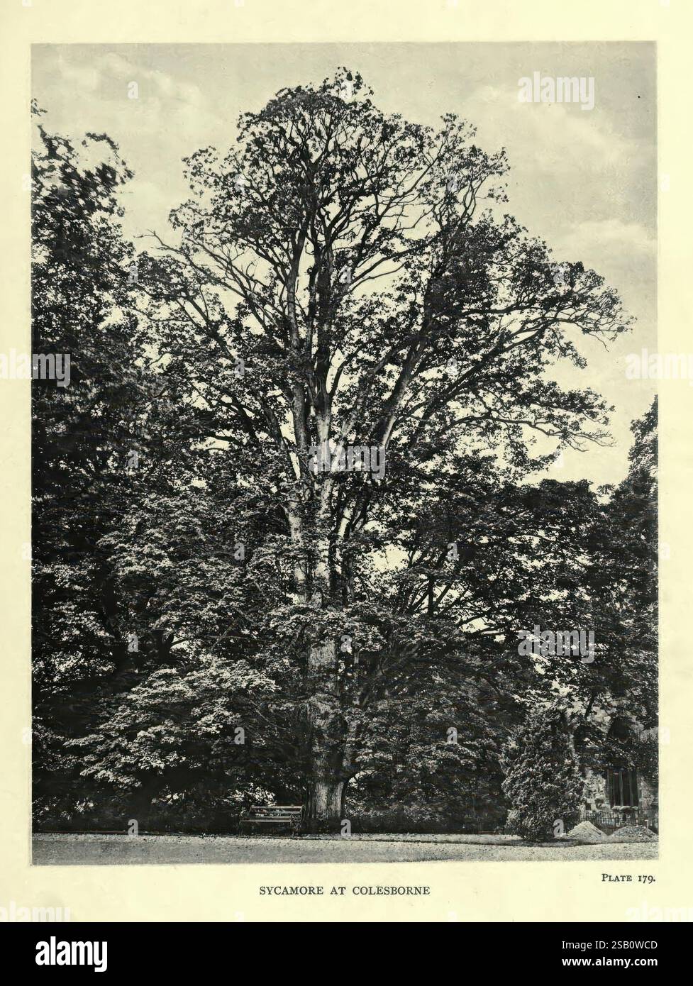 Sycamore serving hi-res stock photography and images - Alamy