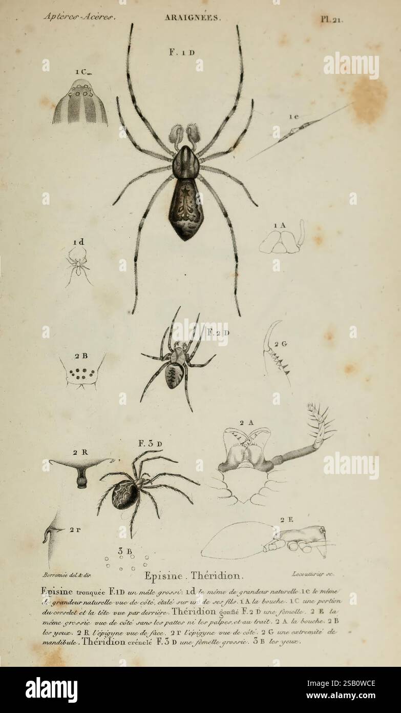 Histoire naturelle des insectes. Aptères. Paris, Librairie ...