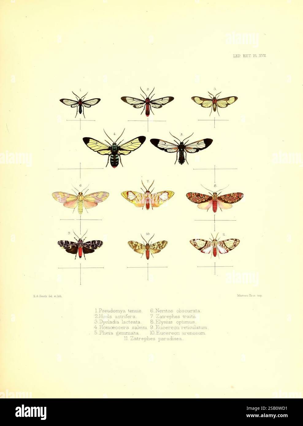 Beautifully illustrated moths hi-res stock photography and images - Alamy