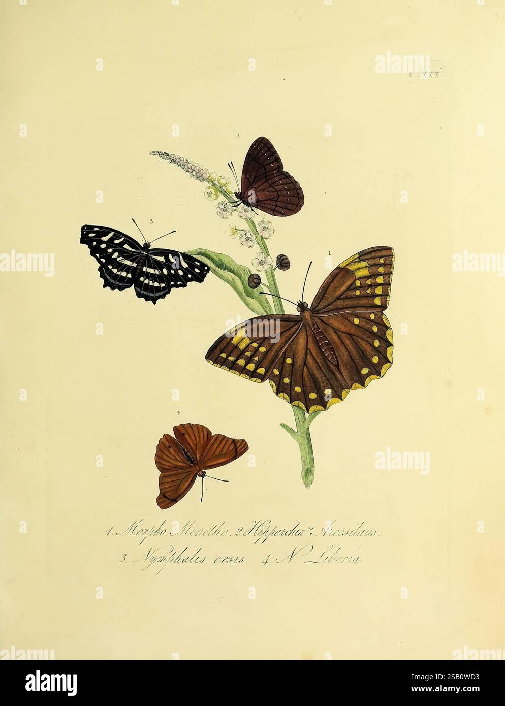 Natural history of the insects of India, 1842, India, insects ...