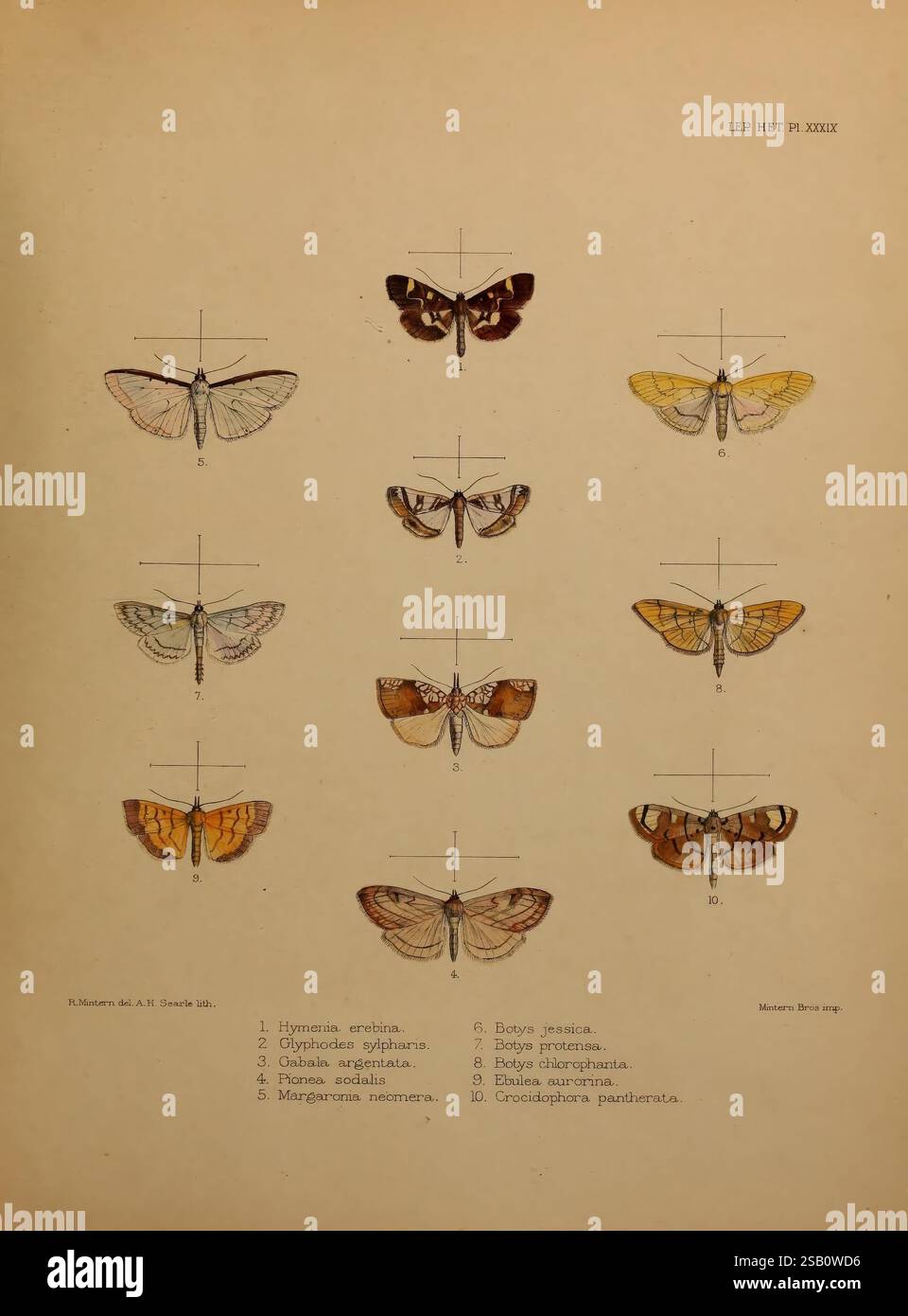 Illustrations of typical specimens of Lepidoptera, Heterocera in the ...