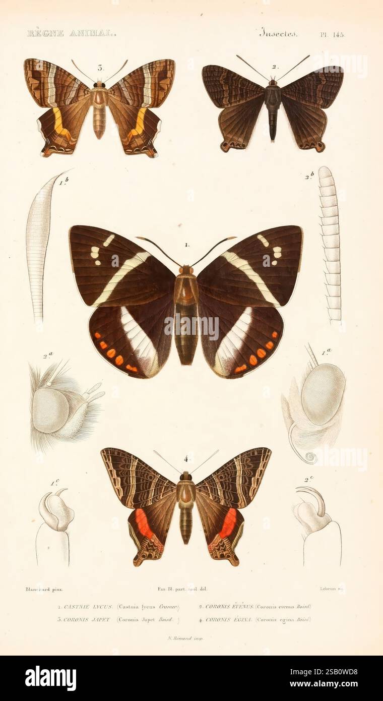 Cynthia invaria hi-res stock photography and images - Alamy